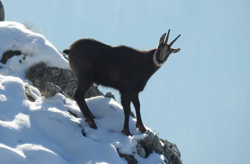 Дивокоза - драгуљ којим се поноси свака земља - Lovački savez Republike ...