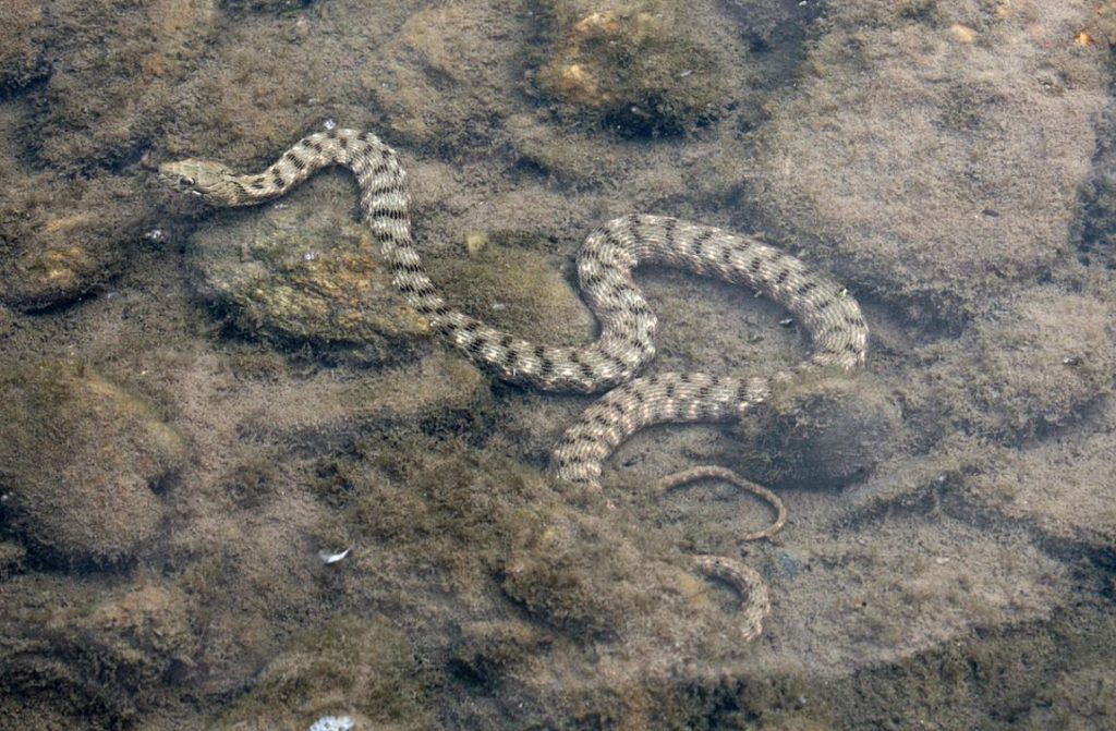 Змије: Важна карика екосистема - Lovački savez Republike Srpske