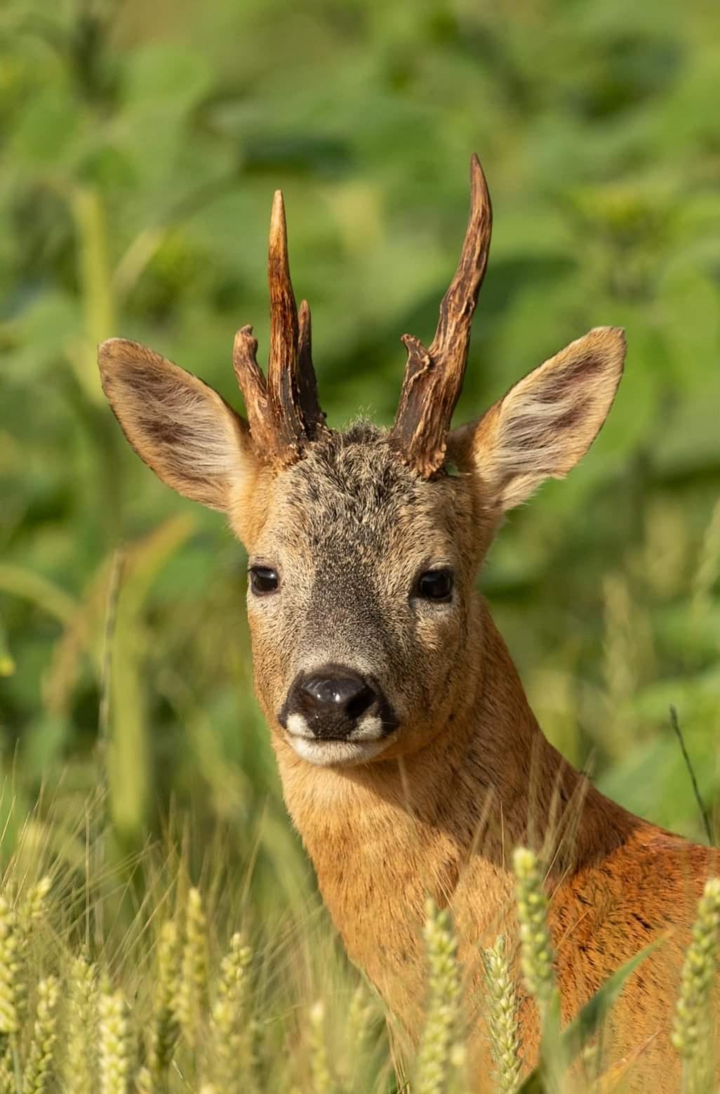 Пробирни одстрел срнеће дивљачи обавеза сваког ловца - Lovački savez ...