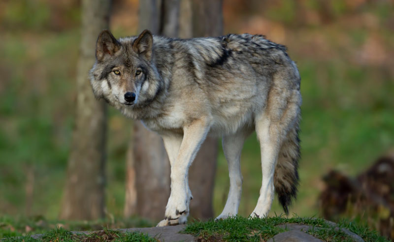 Статус вука у Европи и свијету - Lovački savez Republike Srpske